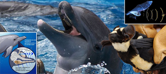 Science News | What is Echolocation? | Tech Hydra